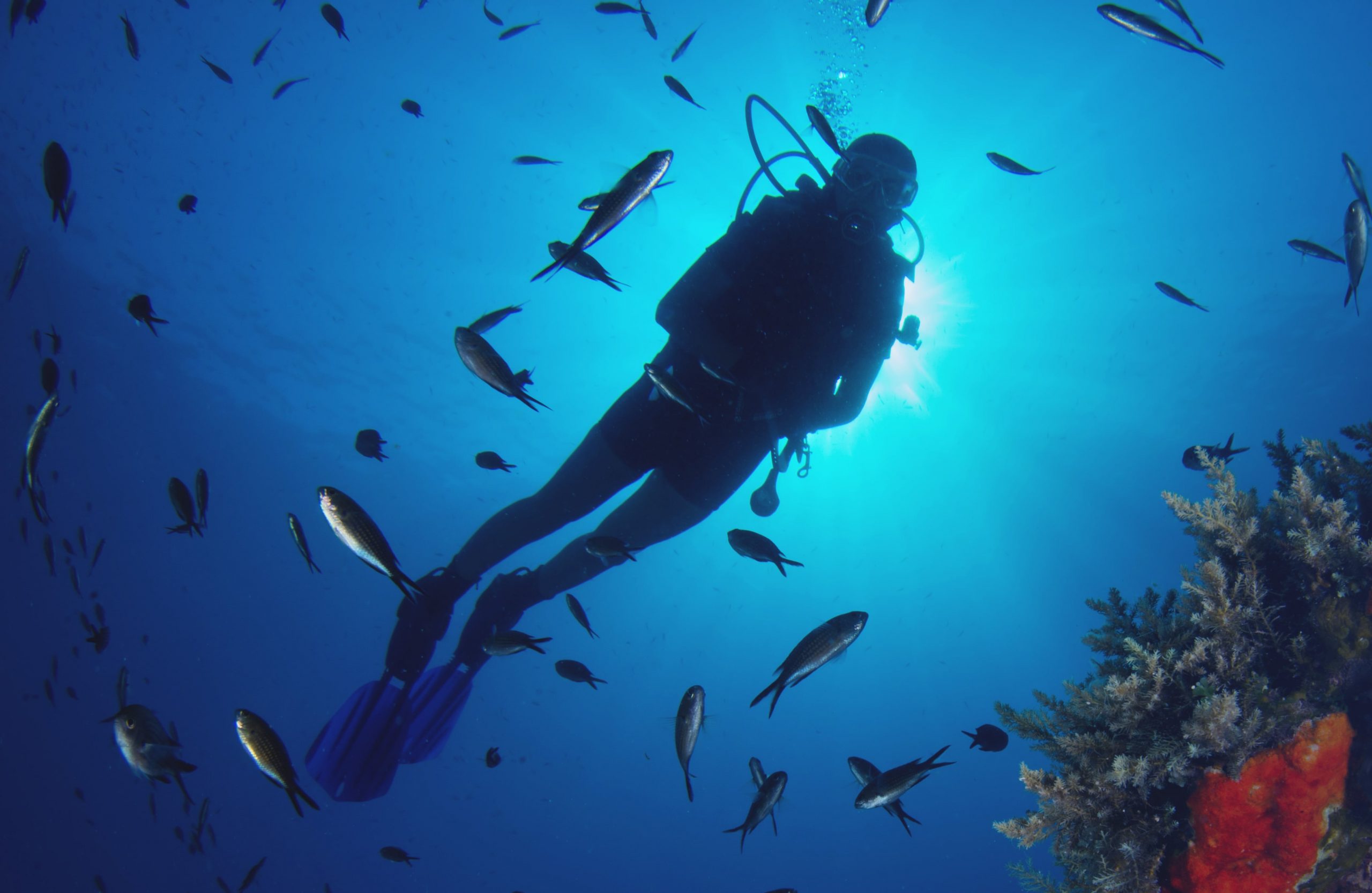 Inner Peace Free Diving & Scuba Diving - PANOPTIS ESCAPE